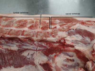 Pork Cutting: Primals | Button Soup