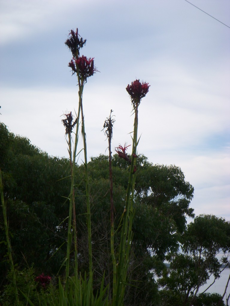 How to Eat a Triffid | Button Soup