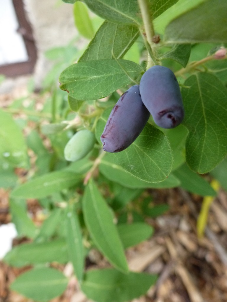 Plant Profile Archives - Button Soup