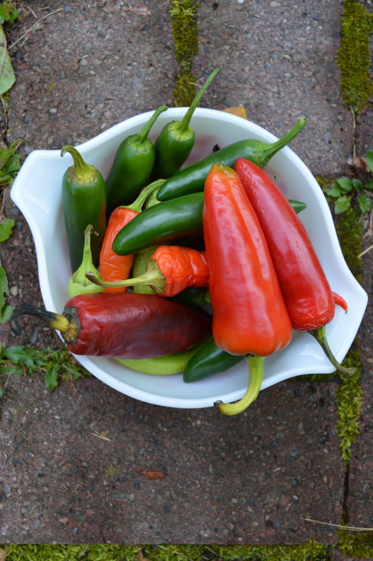 Fermented Chili Paste | Button Soup